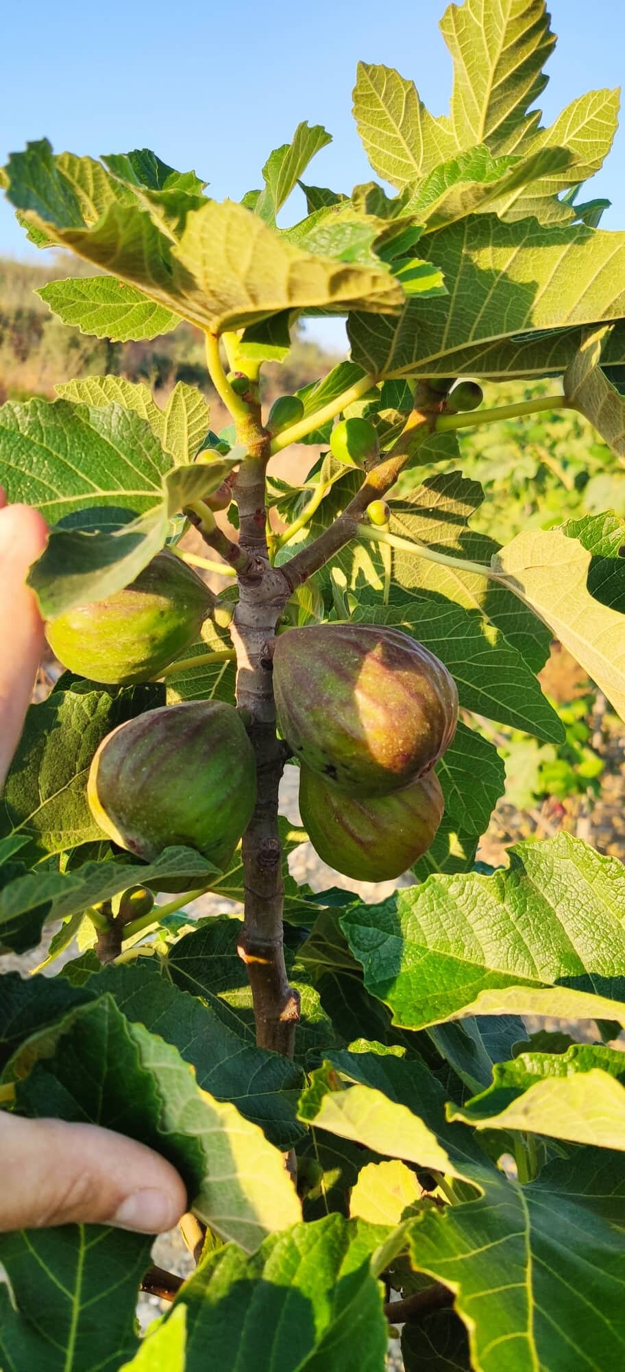5x Fig Cuttings St. John Breba Fig Malta bajtar Ta San Gwann Huge ...