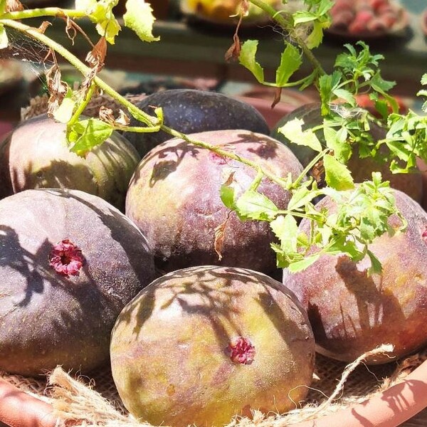 Fig Cuttings - Etsy Canada
