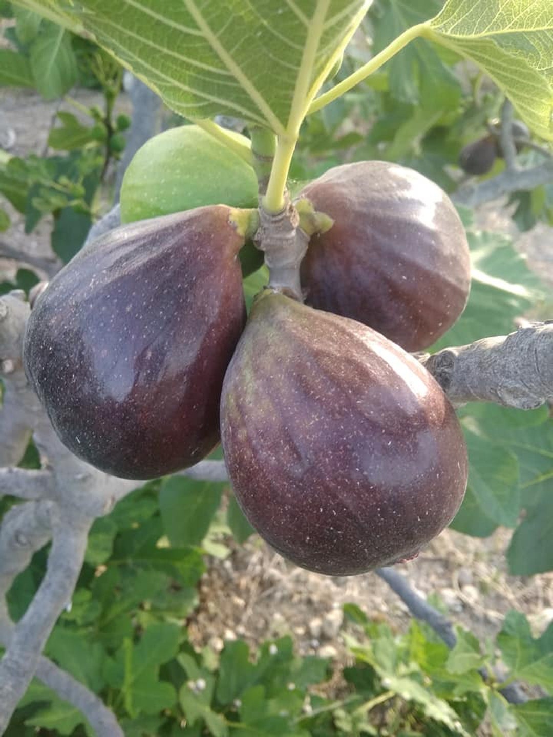 Cortes de higos de la variedad Gozo Bajtar, 4x. Brebas muy grandes de ...