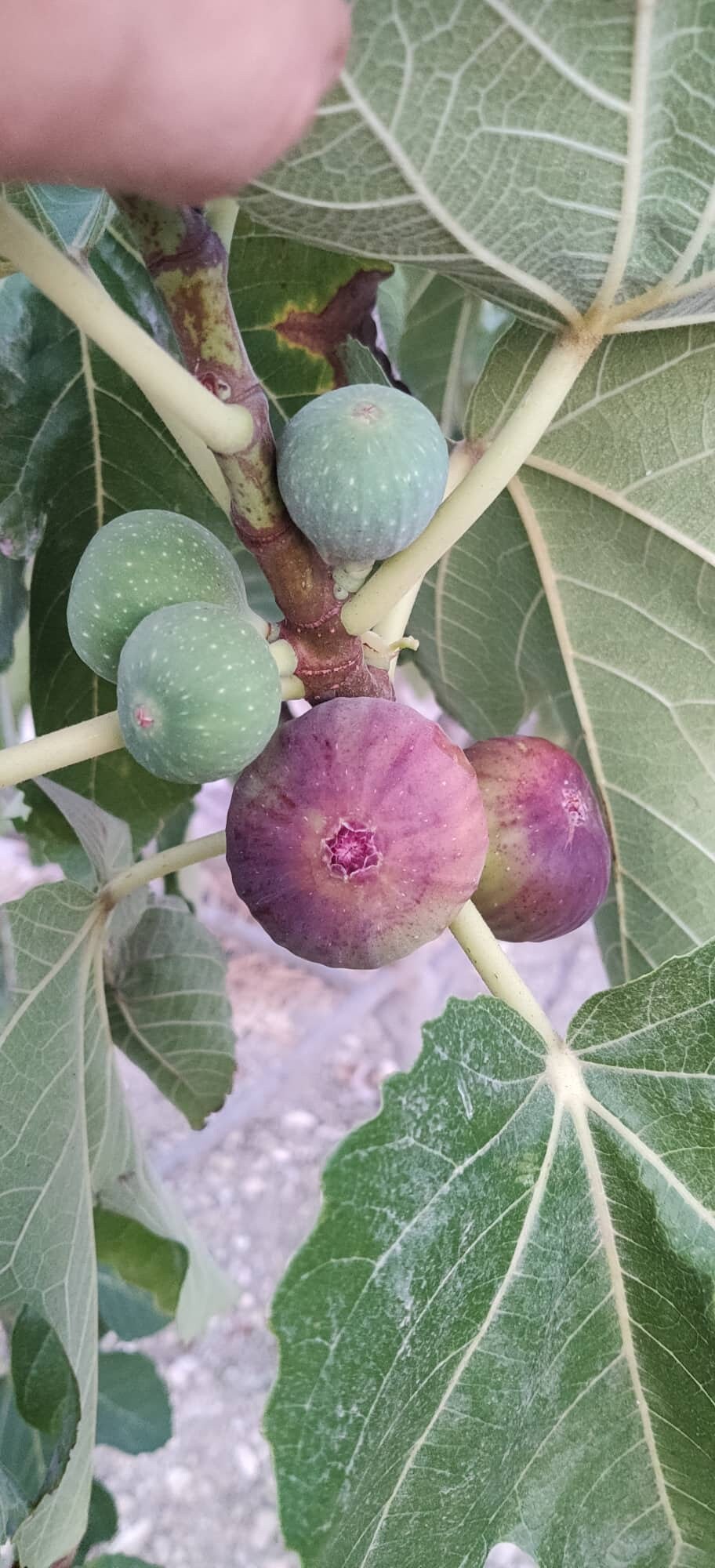 5x Fig Cuttings St. John Breba Fig Malta bajtar Ta San Gwann Huge ...