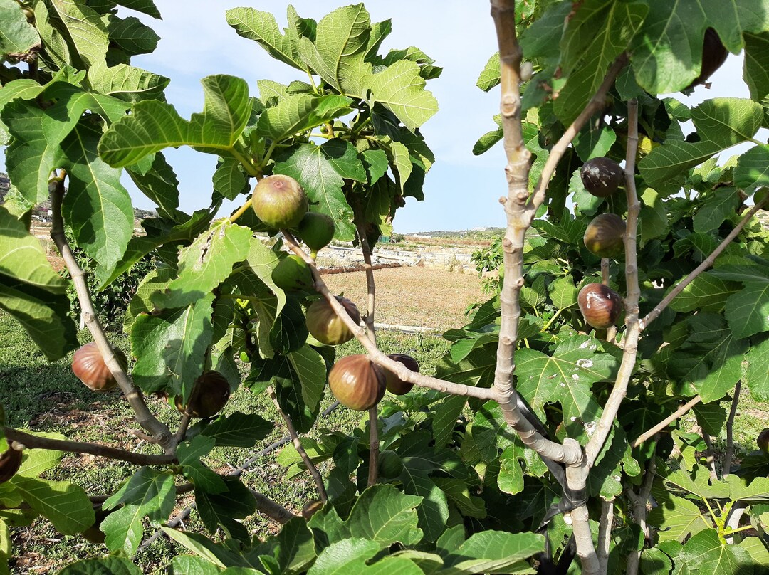 5x Fig Cuttings St. John Breba Fig Malta bajtar Ta San Gwann - Etsy ...