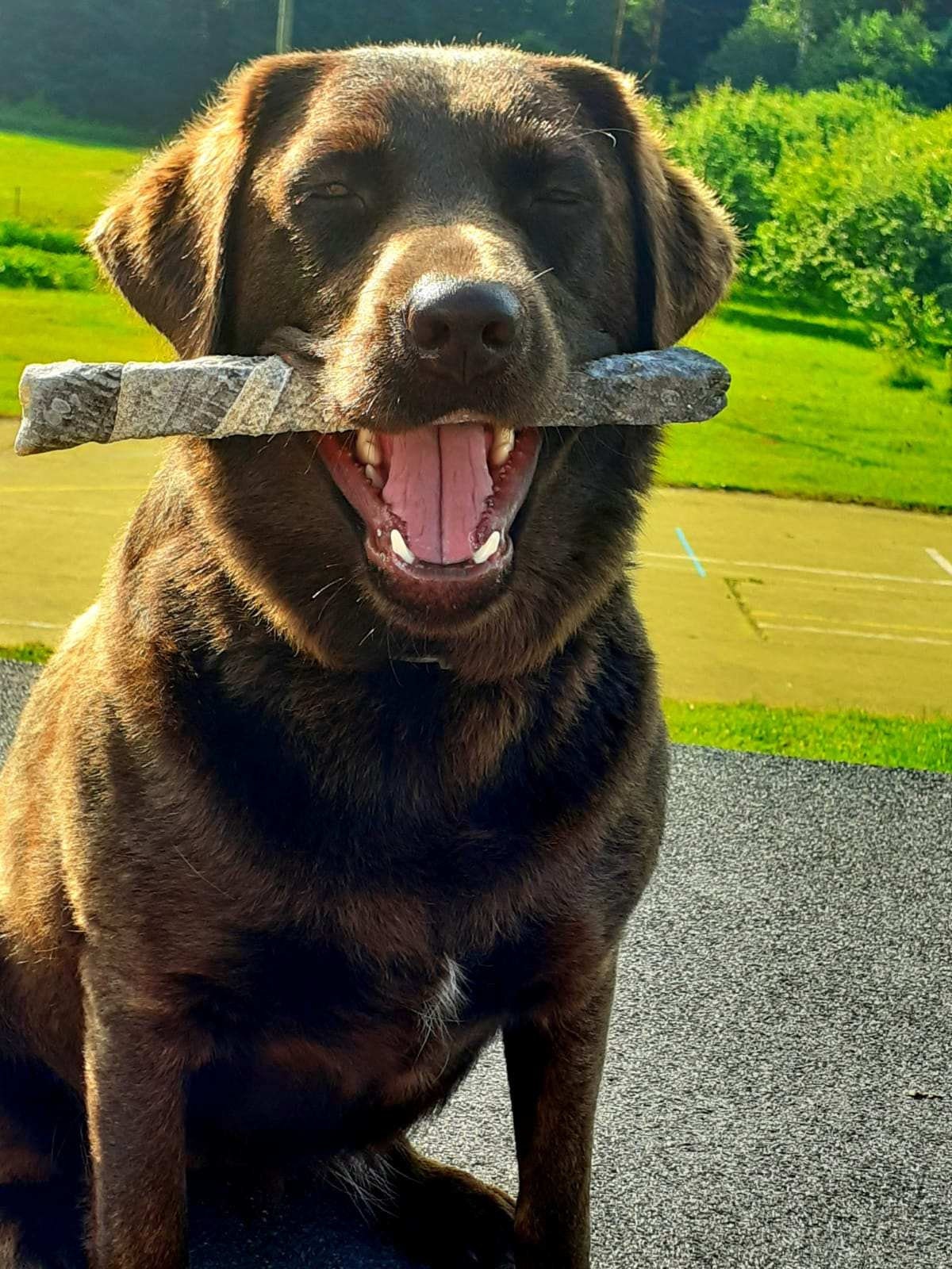 COD Skin Dog Chews - Dried Cod Chews - Pet Chews - Dehydrated Cod Dog ...