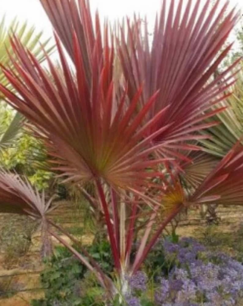 Red Latan Palm Seeds latania Lontaroides Rare Endangered - Etsy Hong Kong