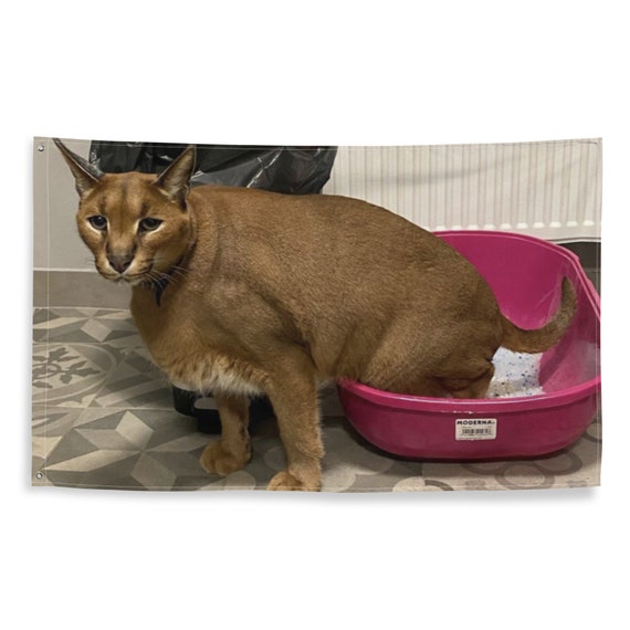 Big Floppa Pumba Pooping - Etsy