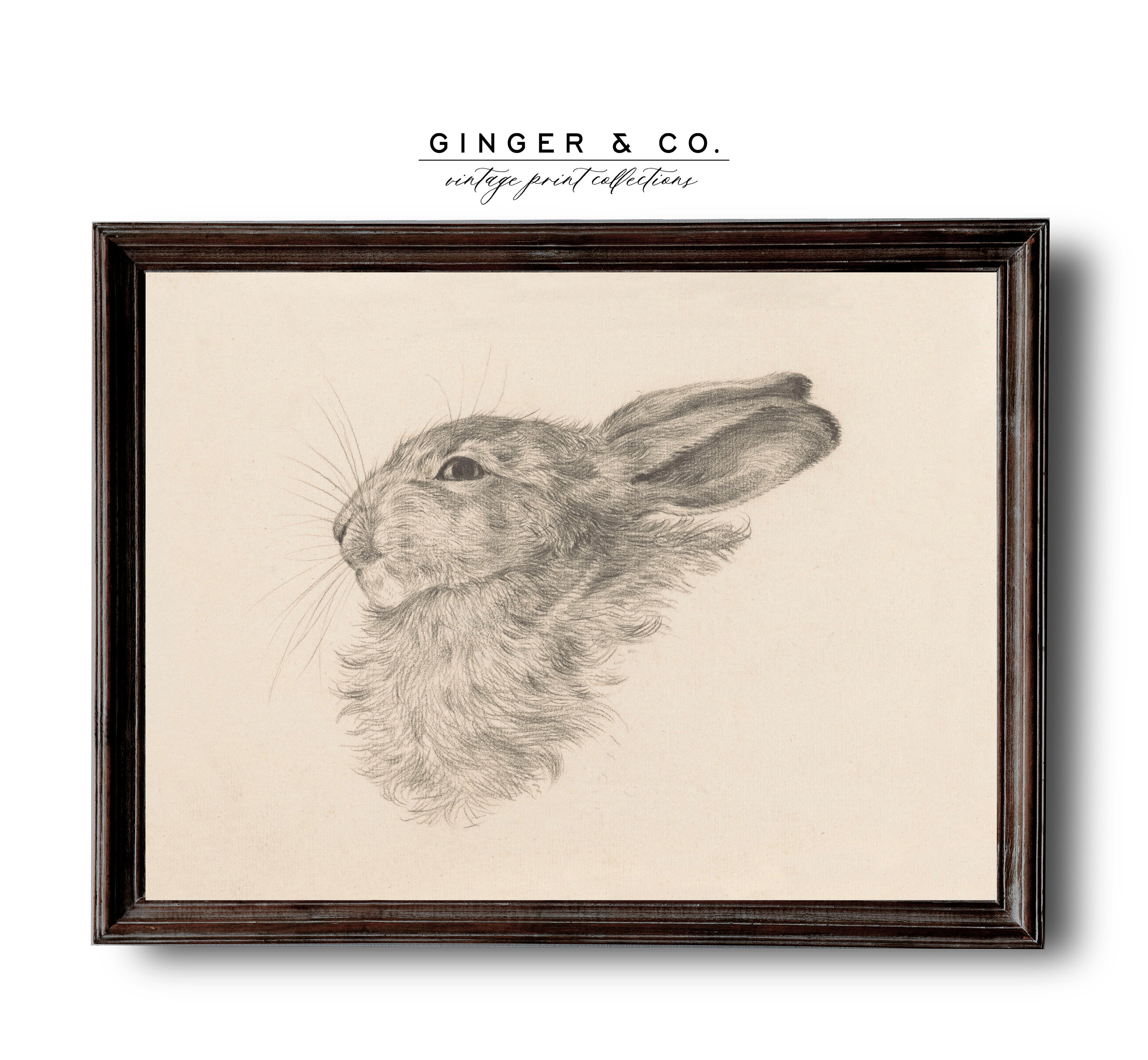 Vintage Rabbit Drawing