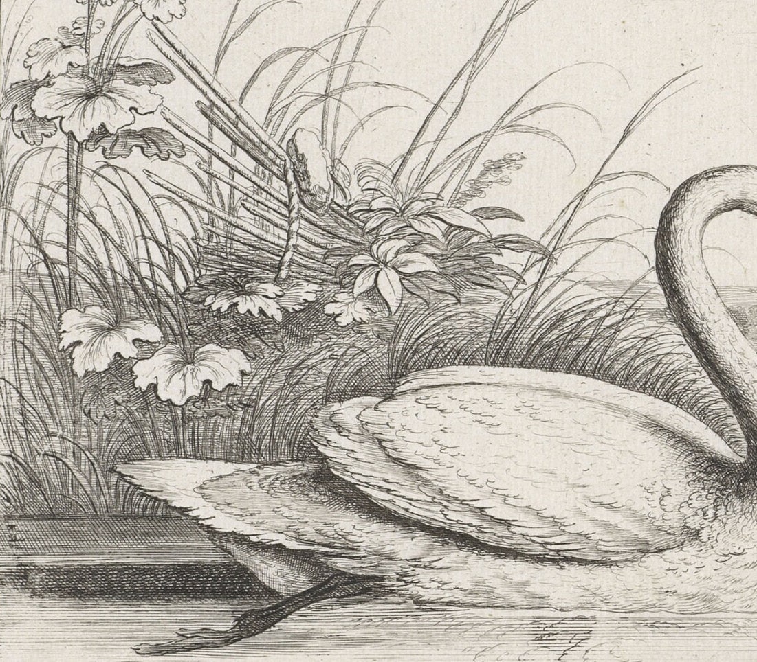 Vintage Swan Drawing - PRINTABLE DIGITAL DOWNLOAD - European Fine Art ...