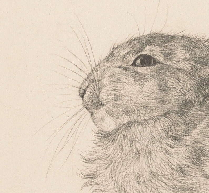 Vintage Rabbit Drawing PRINTABLE DIGITAL DOWNLOAD French - Etsy