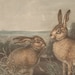 Vintage Rabbit Print Fine Art Oil Painting, Hares in a Landscape, Bunny ...