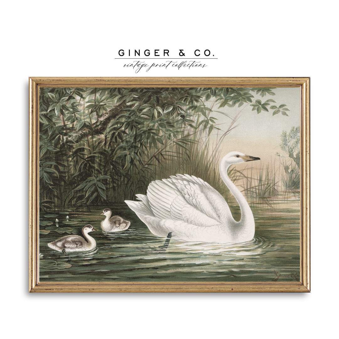 Vintage Swan Painting PRINTABLE DIGITAL DOWNLOAD European Wall Art ...