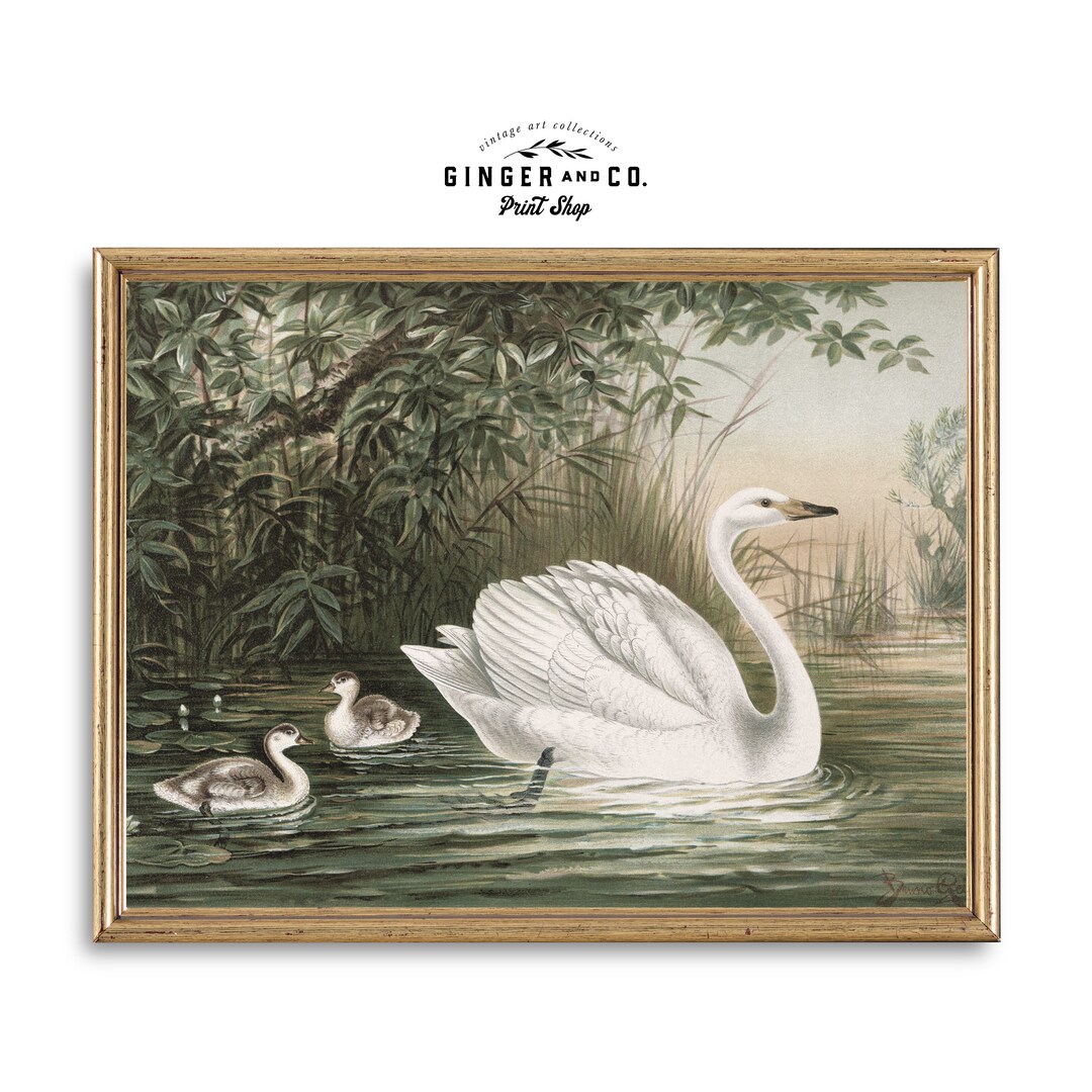 Vintage Swan Painting - PRINTABLE DIGITAL DOWNLOAD - European Wall Art ...