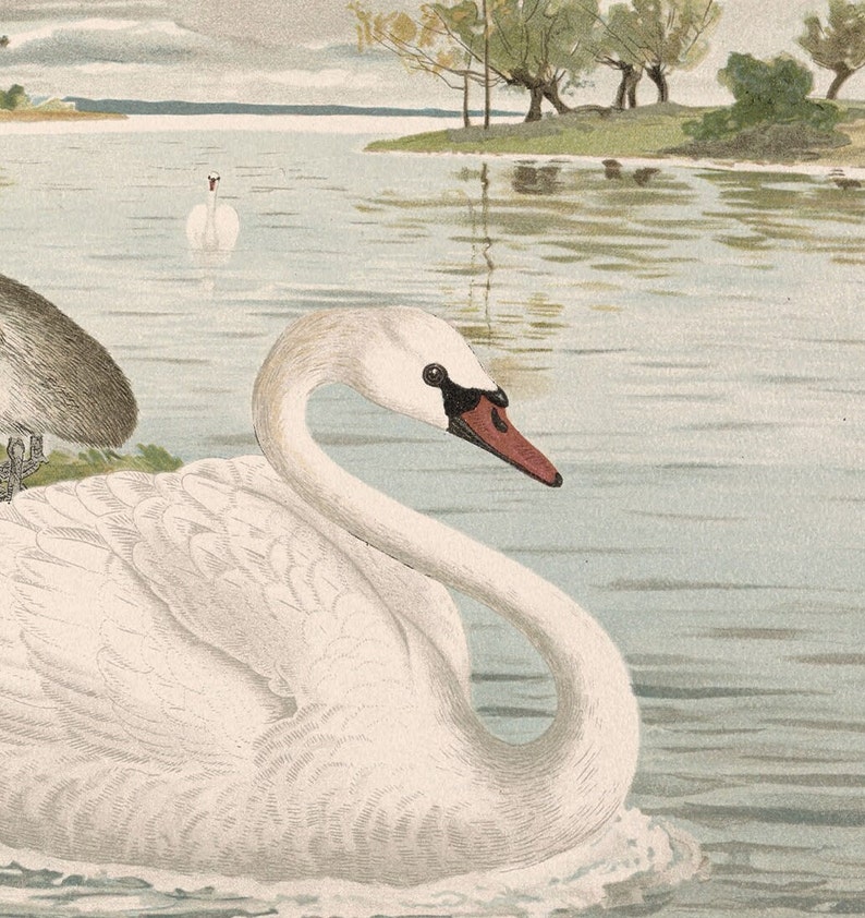 Vintage Swan Painting - PRINTABLE DIGITAL DOWNLOAD - French Country ...