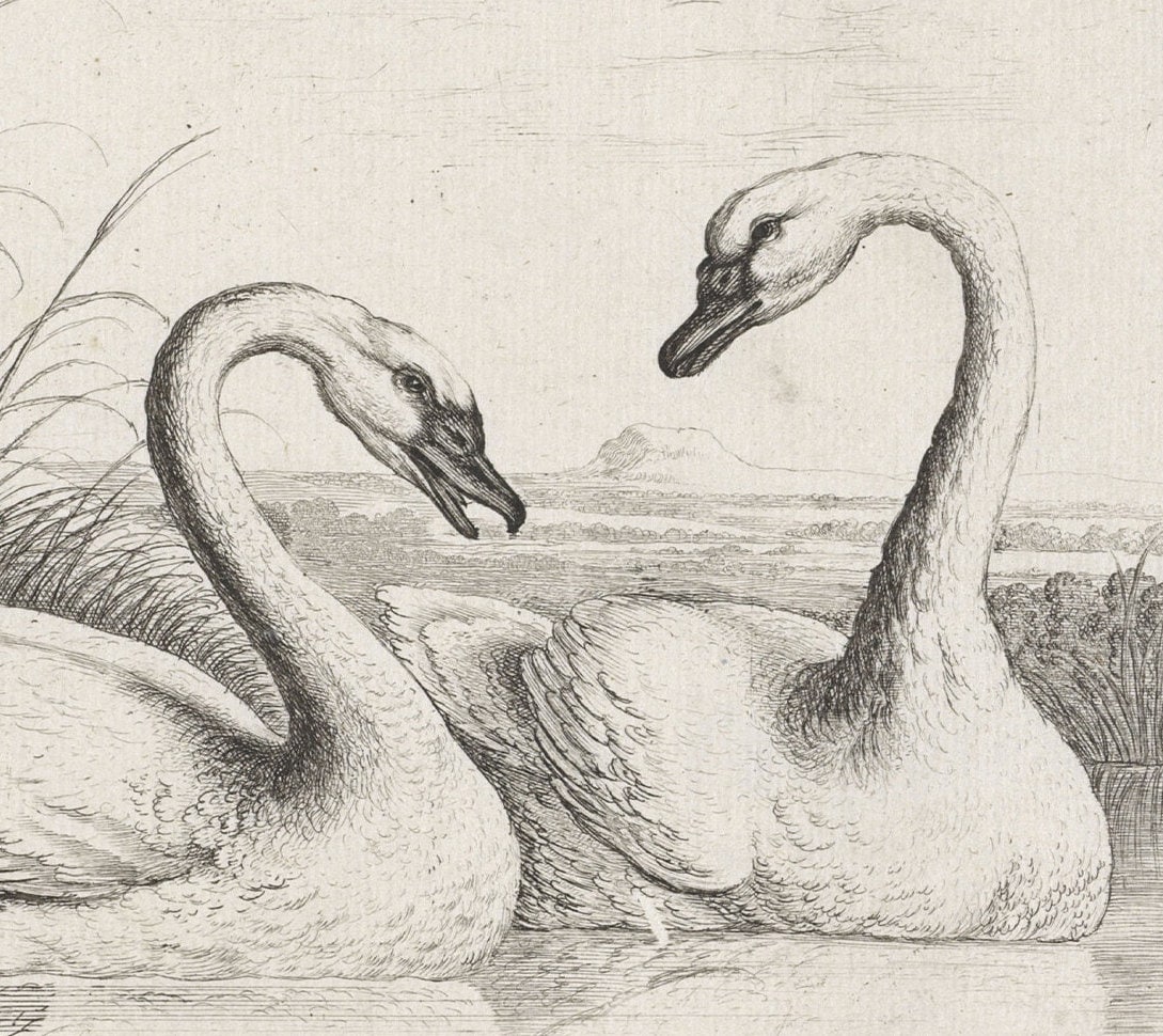 Vintage Swan Drawing PRINTABLE DIGITAL DOWNLOAD European - Etsy