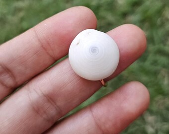 Opihi Seashell Ring. Statement Ring. Opihi Shell. Sea Shell Ring ...