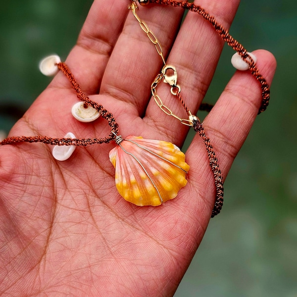 Rare Sunrise Shell - Etsy
