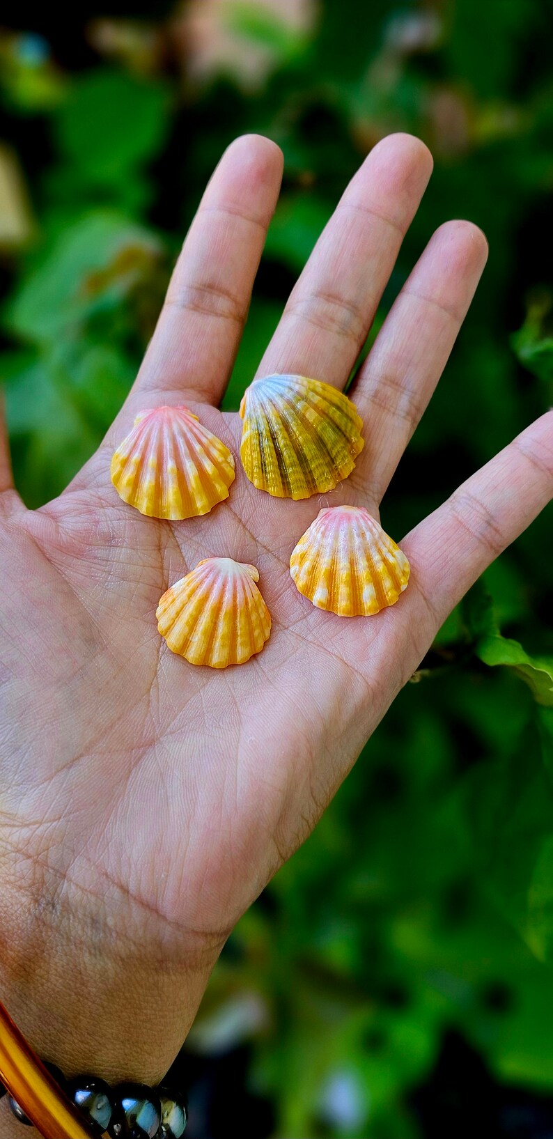 Sunrise Shell Necklace. Seashell Necklace. Sea Shell Necklace. Bright ...