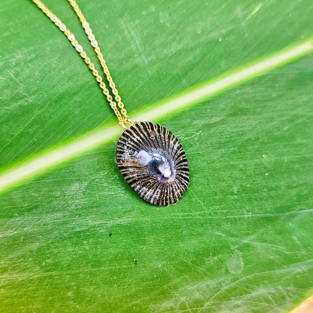 Opihi Shell. Opihi Seashell Jewelry. Seashell Necklace. Sea Shell ...