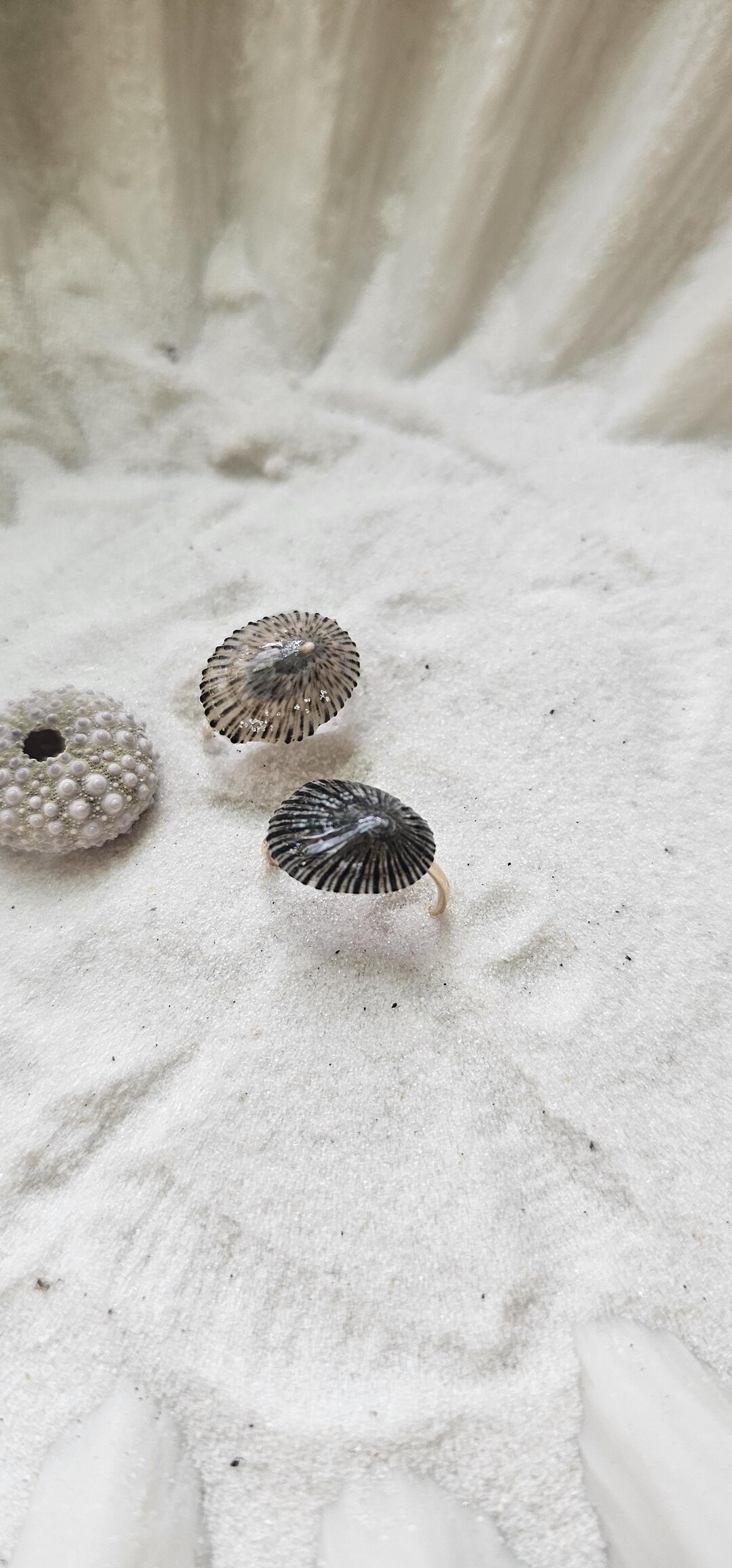 Opihi Seashell Ring. Statement Ring. Opihi Shell. Sea Shell Ring ...