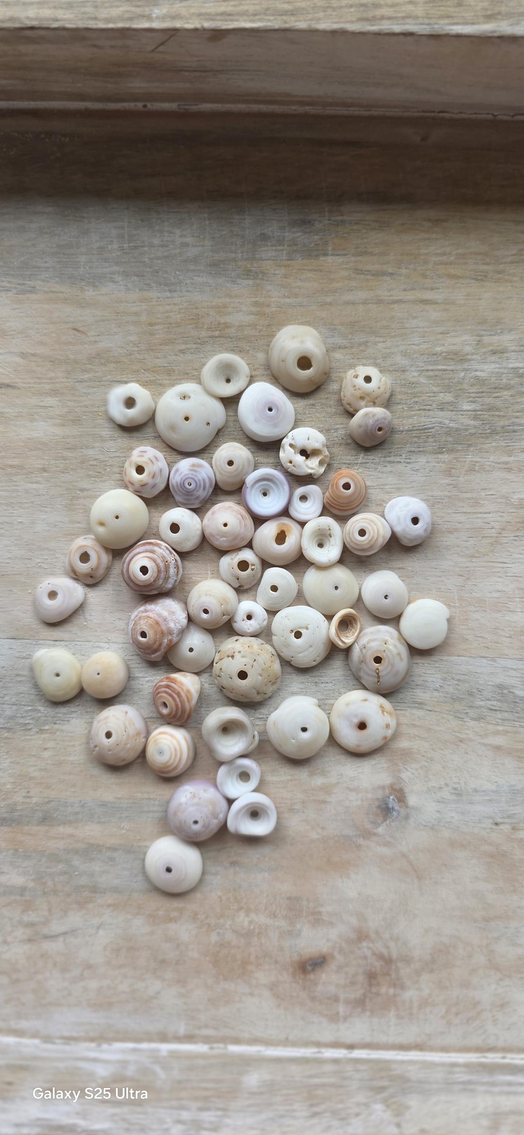 Bulk Hawaiian Puka Shells: Maui Seashells (10-16mm) - Etsy