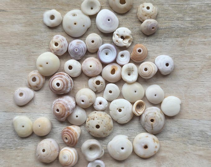 Bulk Hawaiian Puka Shells: Maui Seashells (10-16mm) - Etsy