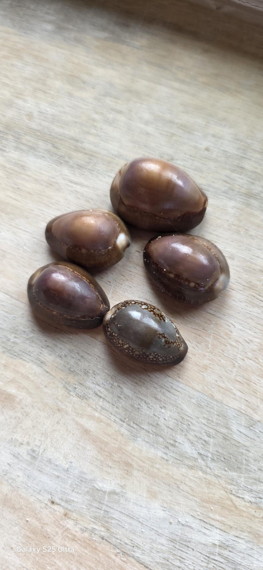 Hawaiian Brown Cowrie Shells: Maui Seashells, 5 Pcs - Etsy