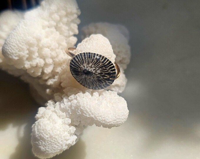Opihi Seashell Ring. Statement Ring. Opihi Shell. Sea Shell Ring ...