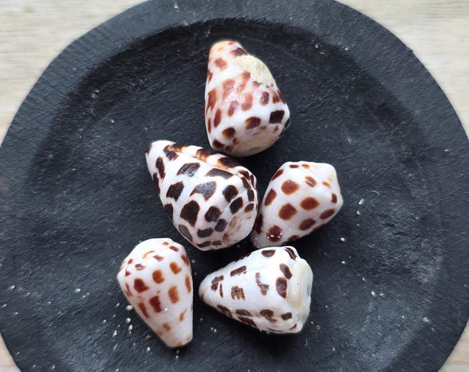 Hawaiian Cone Shells: Black and White Seashells From Maui - 5pcs - Etsy