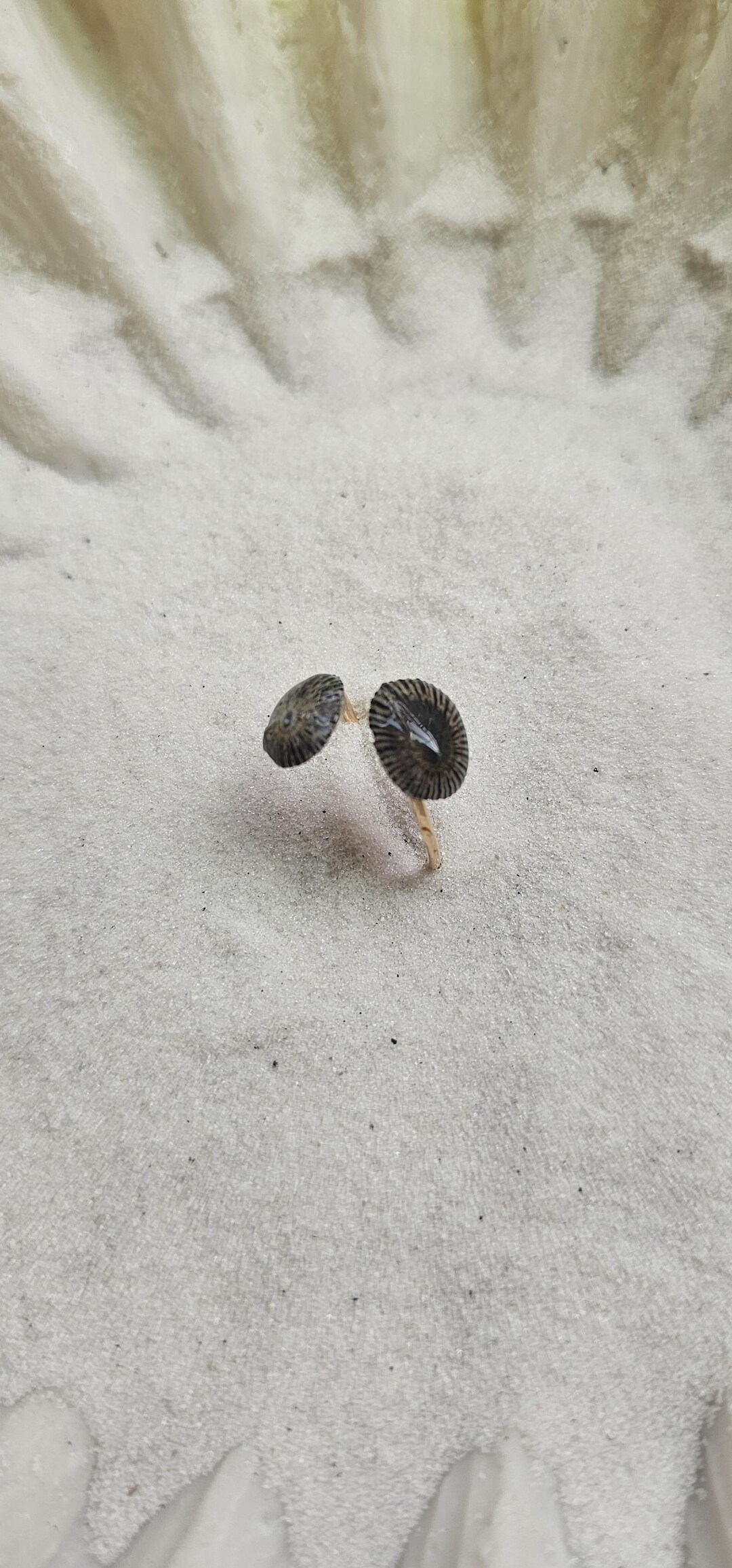 Double Opihi Seashell Ring. Statement Ring. Opihi Shell. Adjustable Sea ...