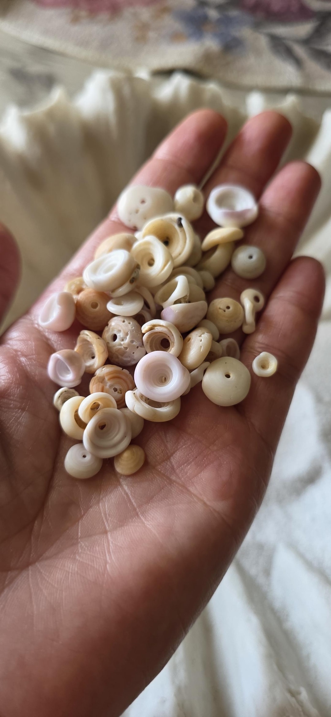 Hawaiian Puka Shells Bulk: Small to Medium Seashells - Etsy
