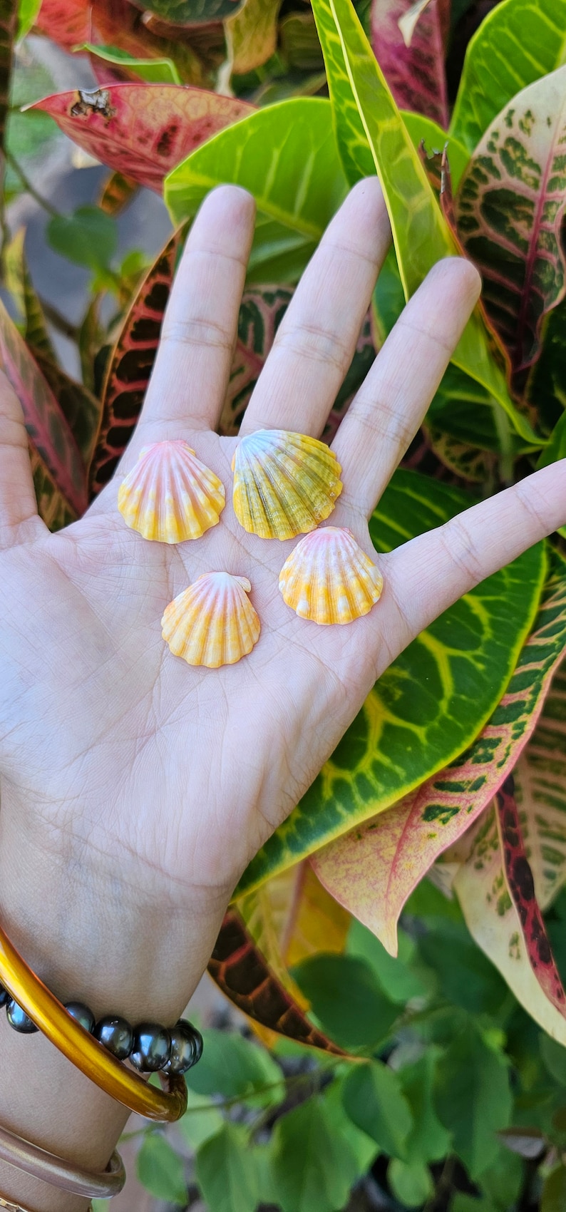Sunrise Shell Necklace. Seashell Necklace. Sea Shell Necklace. Bright ...