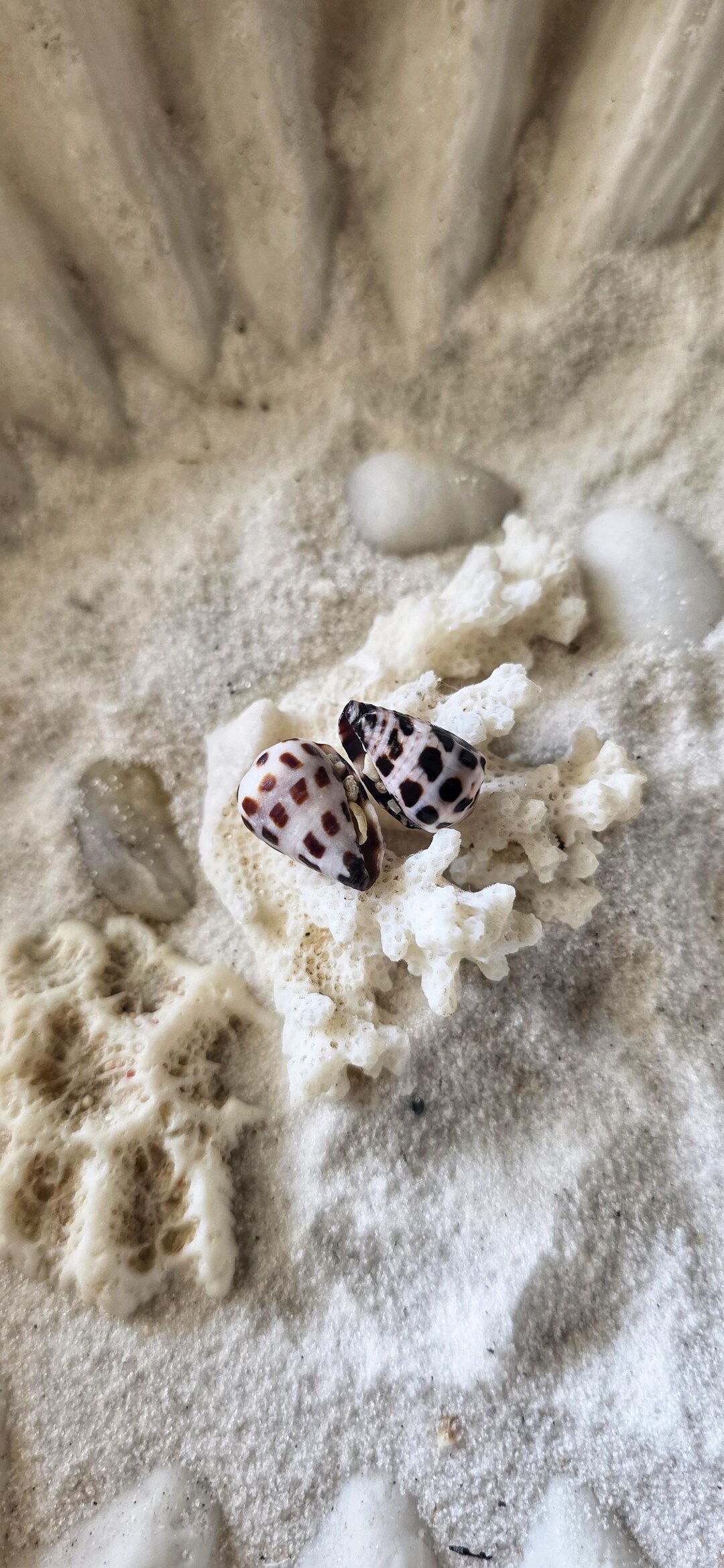 Hawaiian Cone Shells: Hebrew Seashells From Maui - 2pcs - Etsy