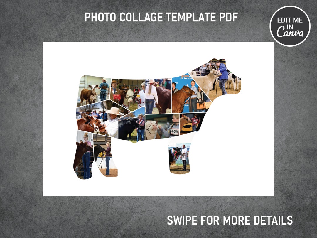 Show Steer Beef Cattle Photo Collage / Pic Collage / Image Collage ...