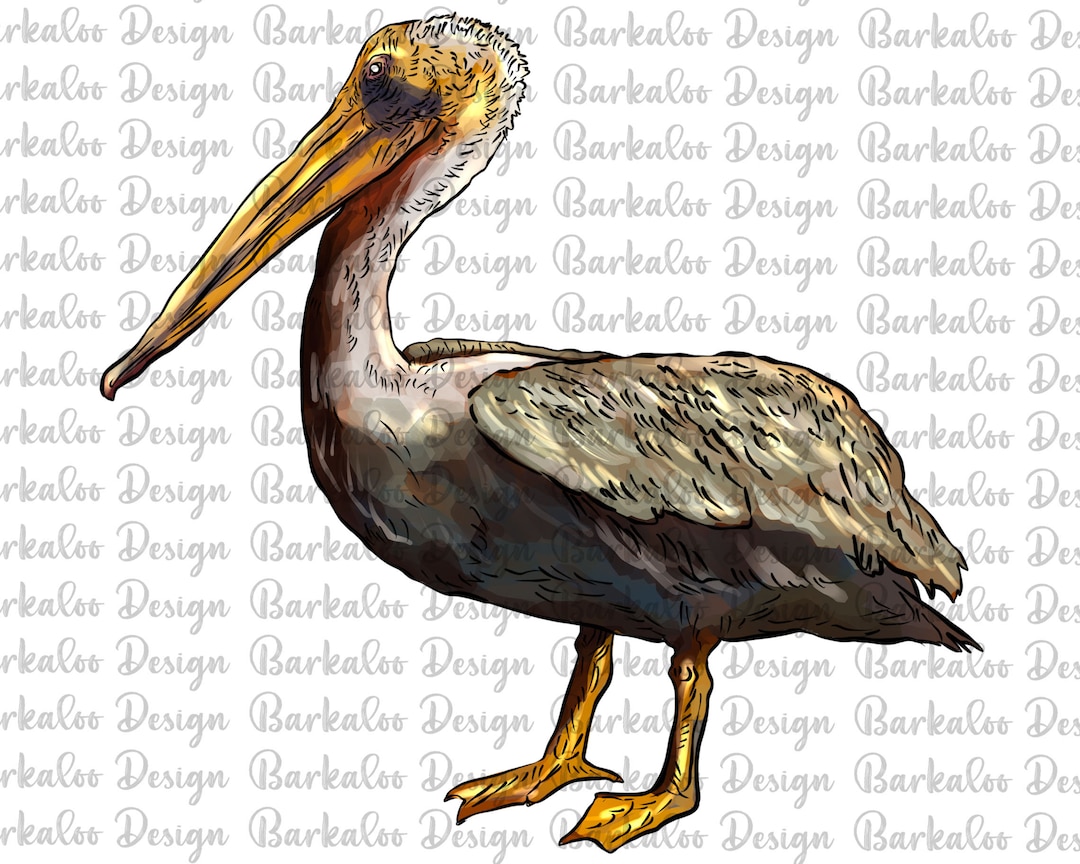 Louisiana State Bird Pelican Png, Hand Drawn Louisana State Bird Png ...