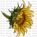 Side Sunflower Png Sublimation Design, Sunflower Png, Side Sunflower ...