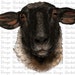 Suffolk Ewe Head Png Sublimation Design,suffolk Png,western Ewe Png ...