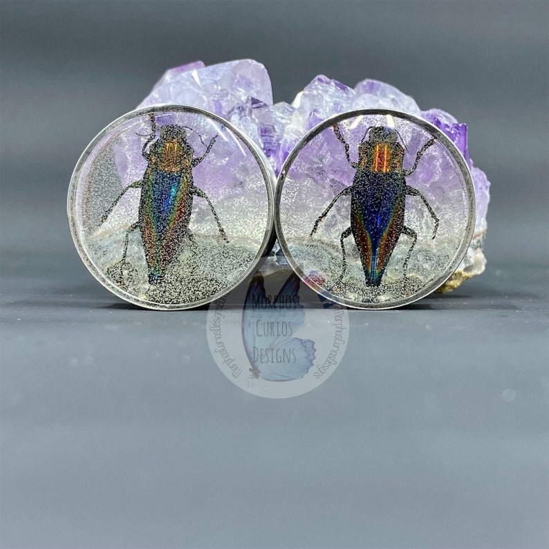 REAL Insect Rainbow Jewel Beetle 28mm *imperfections* - Etsy