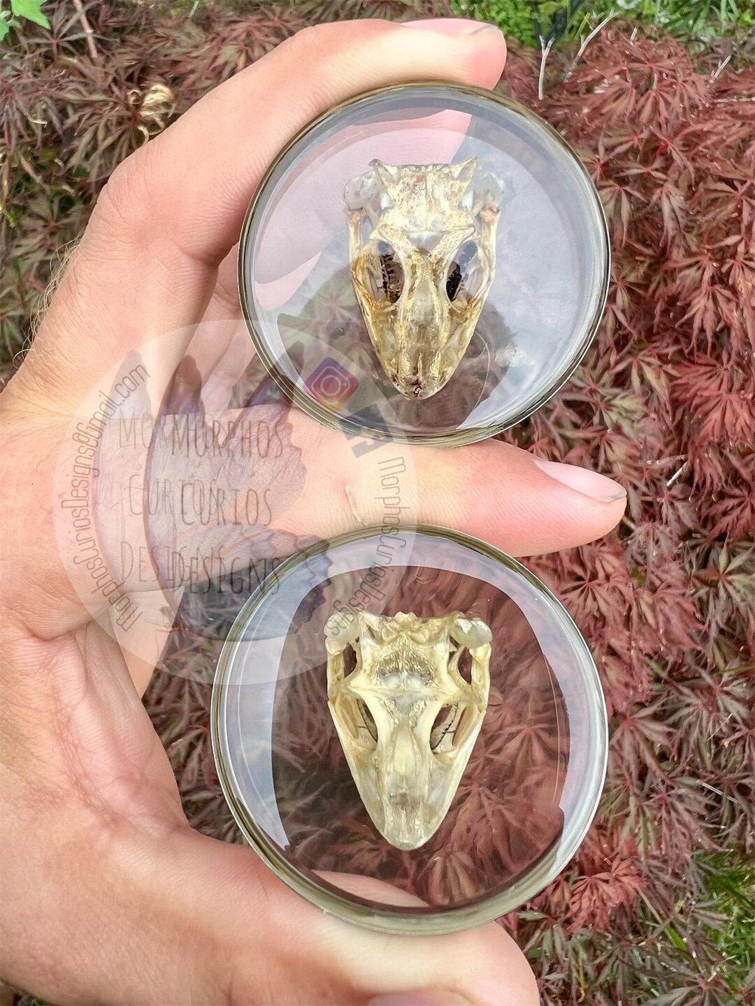 REAL Crested Gecko Skulls correlophus Ciliatus Tunnels, Gauges ...