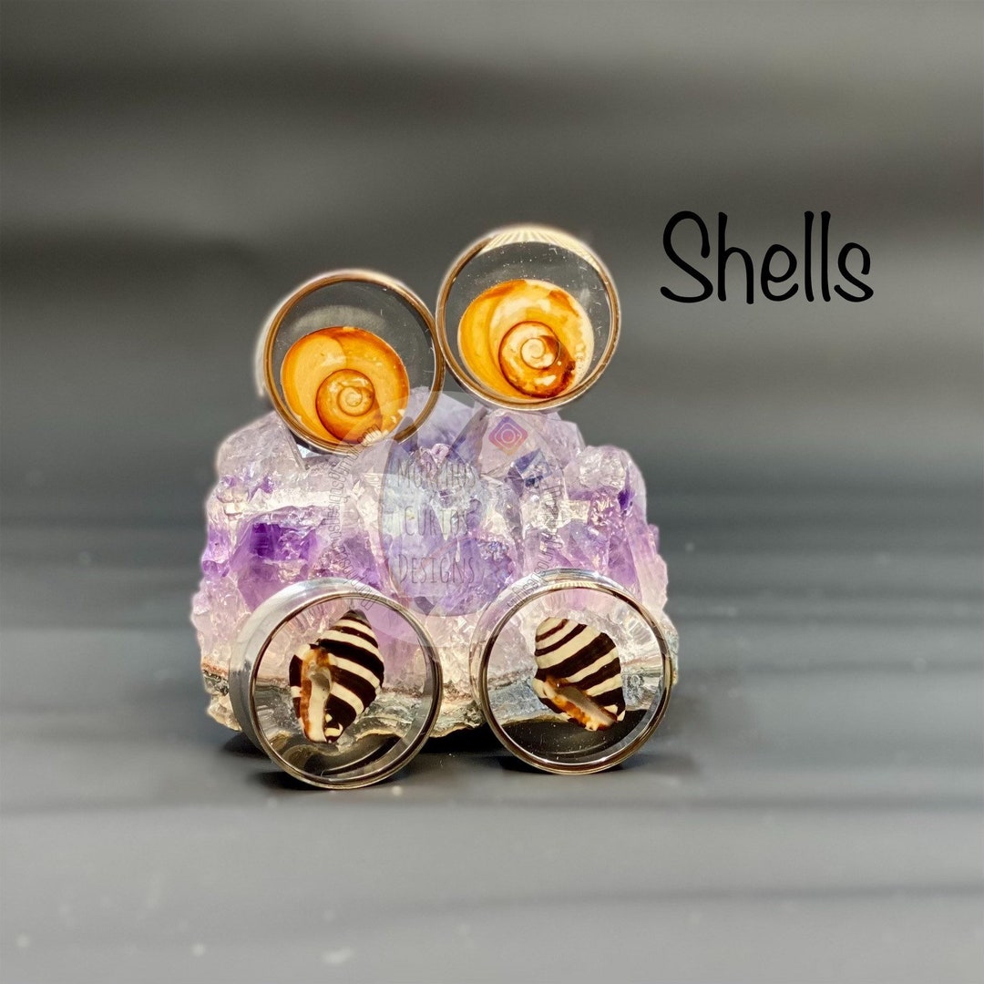 REAL Sea Shells in Tunnels * Gauges *plugs - Etsy