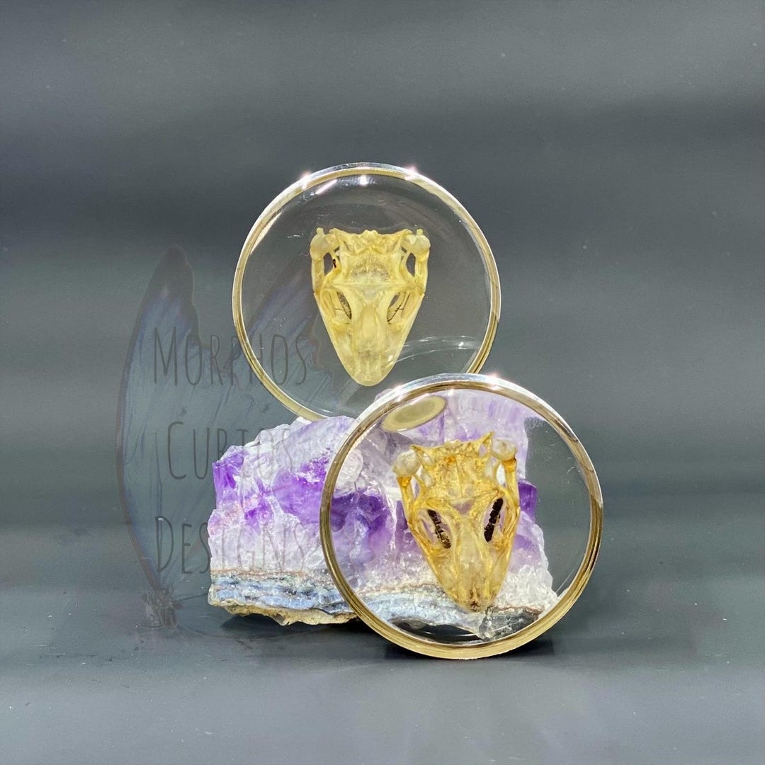 REAL Crested Gecko Skulls *correlophus Ciliatus* Tunnels, Gauges ...