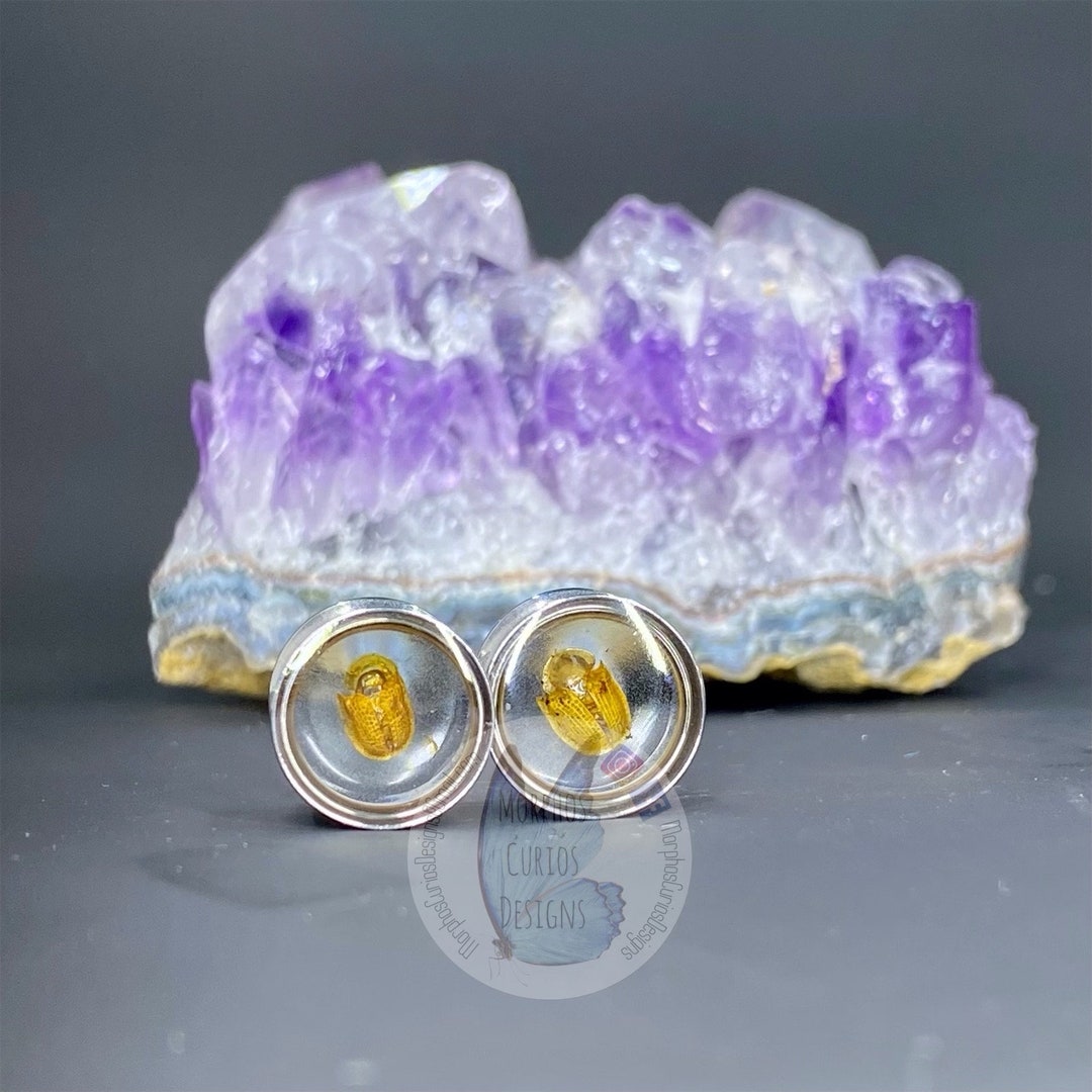 REAL Insect Beetle Plugs 10mm - Etsy