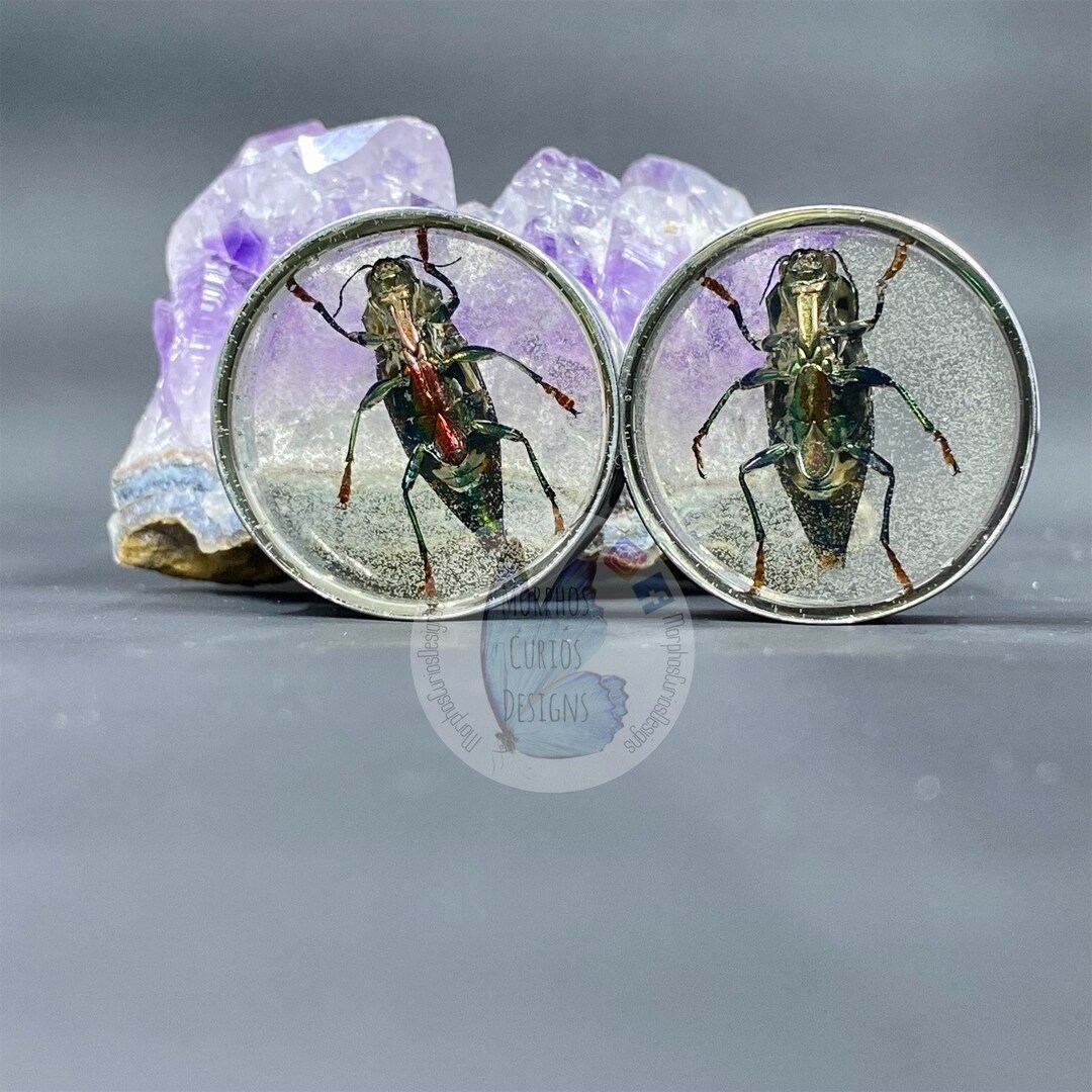 REAL Insect Rainbow Jewel Beetle 28mm *imperfections* - Etsy