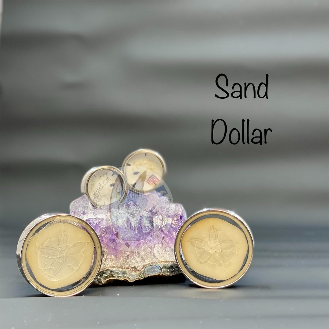 REAL Sand Dollar Tunnels Gauges Plugs - Etsy