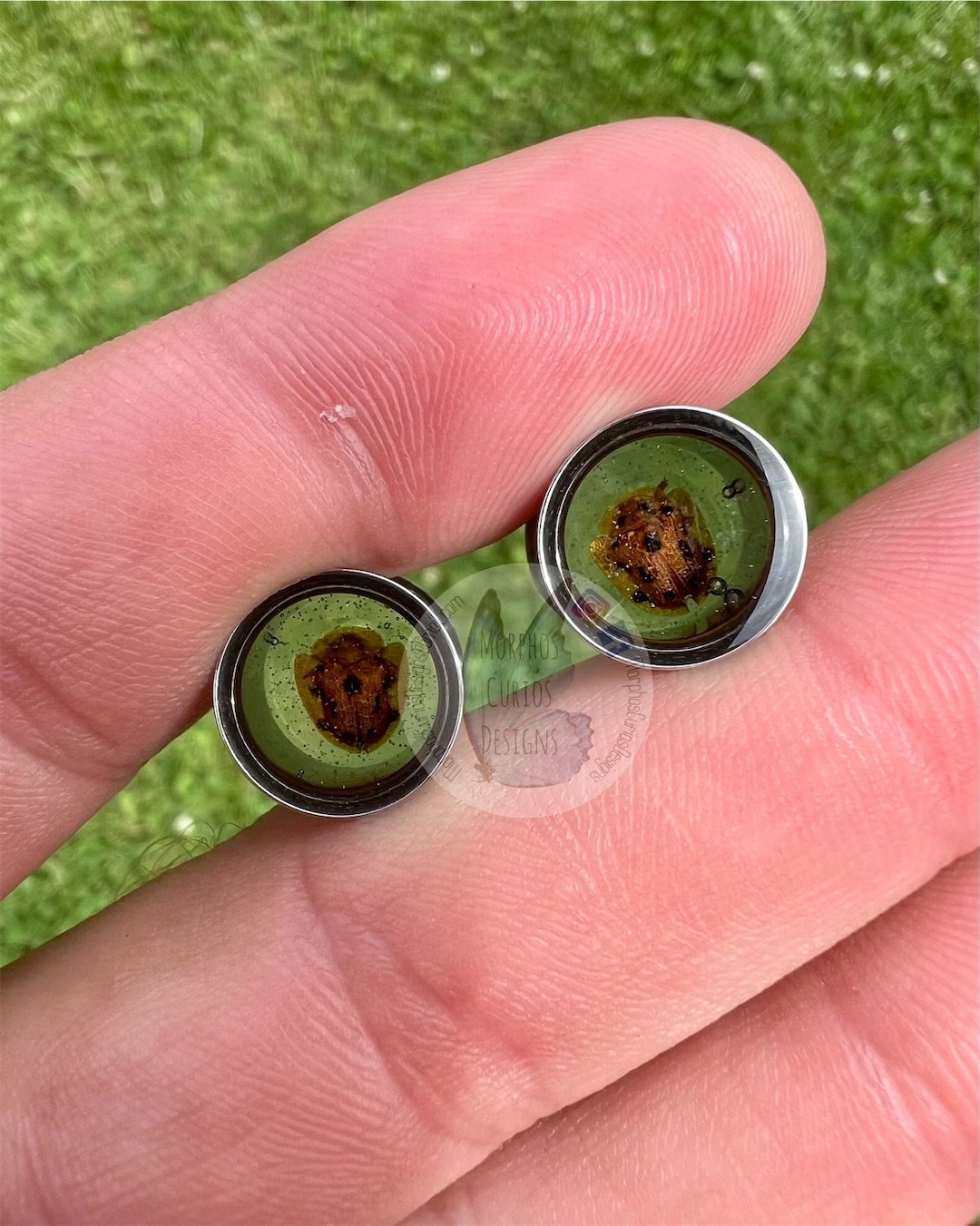 REAL Insect Spotted Tortoise Beetle Plugs 11mm - Etsy