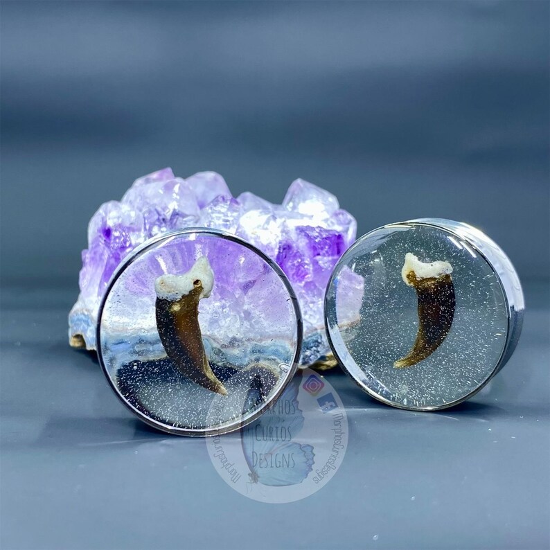 Coyote Claw * Gauges * Tunnels * Plugs **IMPERFECTIONS** - Etsy