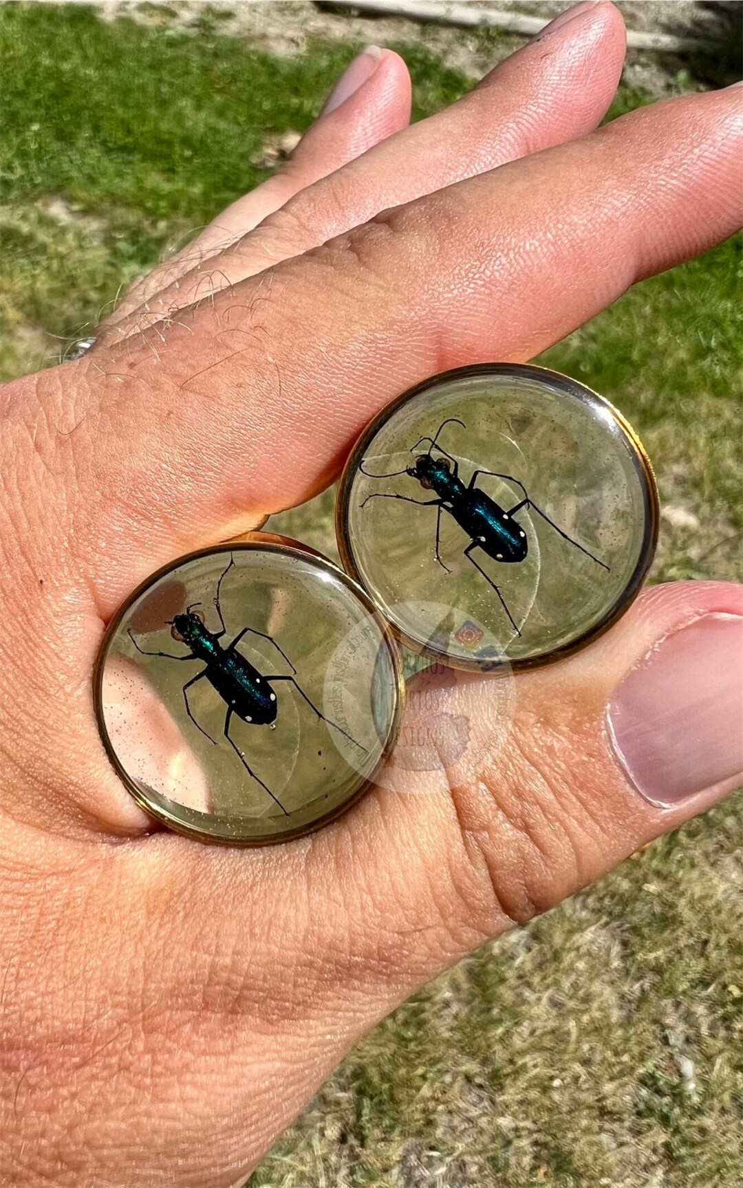 REAL Insect Tiger Beetle Plugs 25mm - Etsy