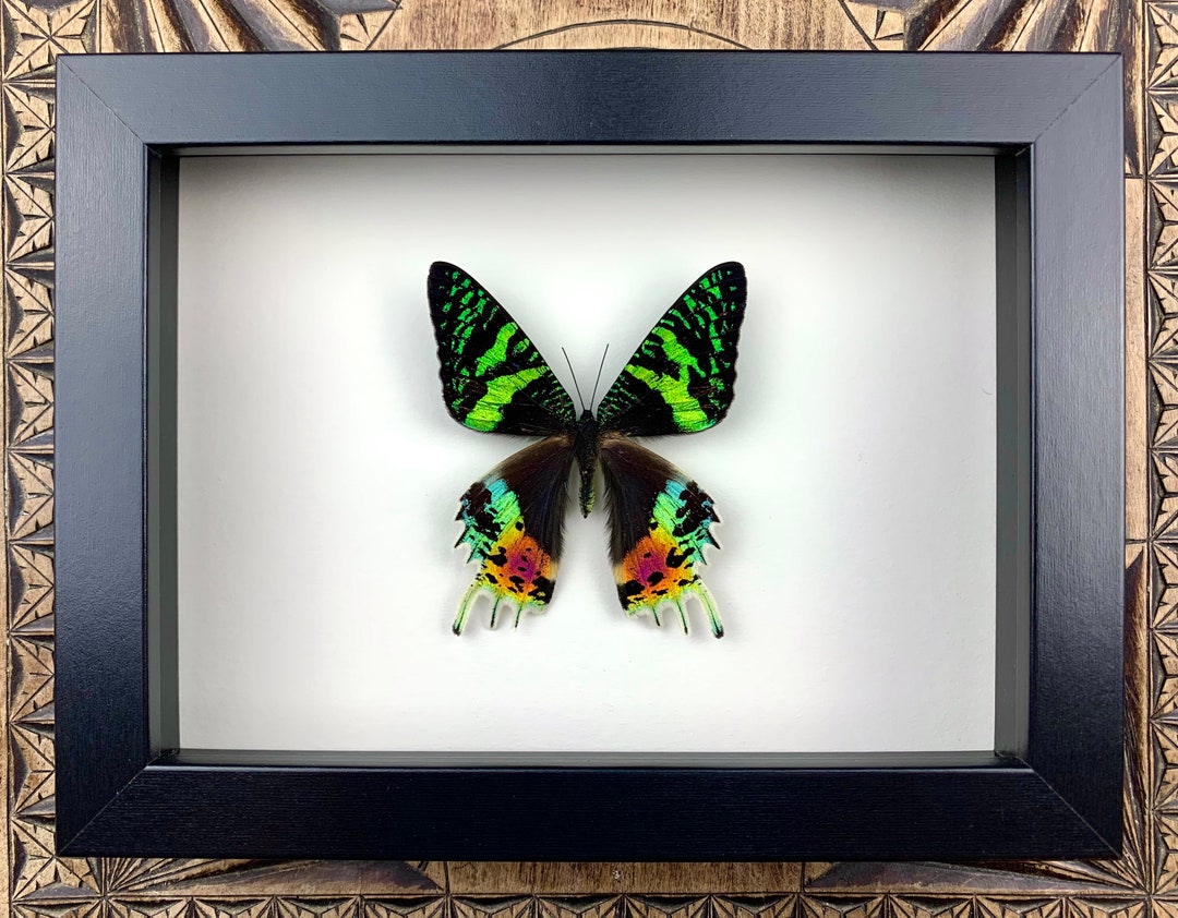 Urania Ripheus Specimen, Framed Real Butterfly in Picture Frame 15x20 ...