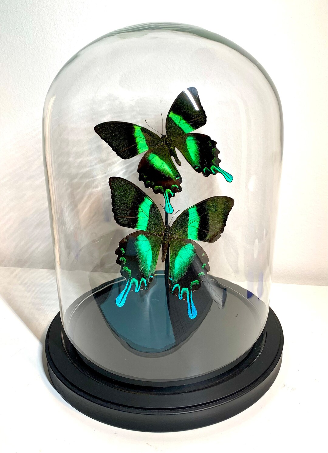 Real Butterflies Under Glass Bell on Pedestal - Papilio Blumei - Etsy