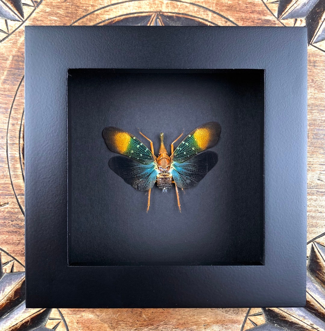 Pyrops Gunjii Specimen Framed Real Insect in a Picture - Etsy