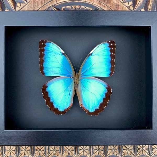 Real Butterfly Framed - Etsy