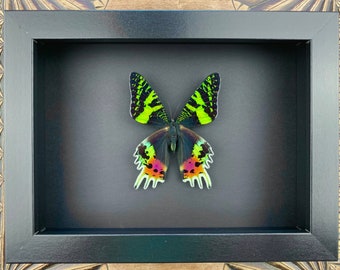 Taxidermy & Curiosities beauty insect taxidermy photography insect ...