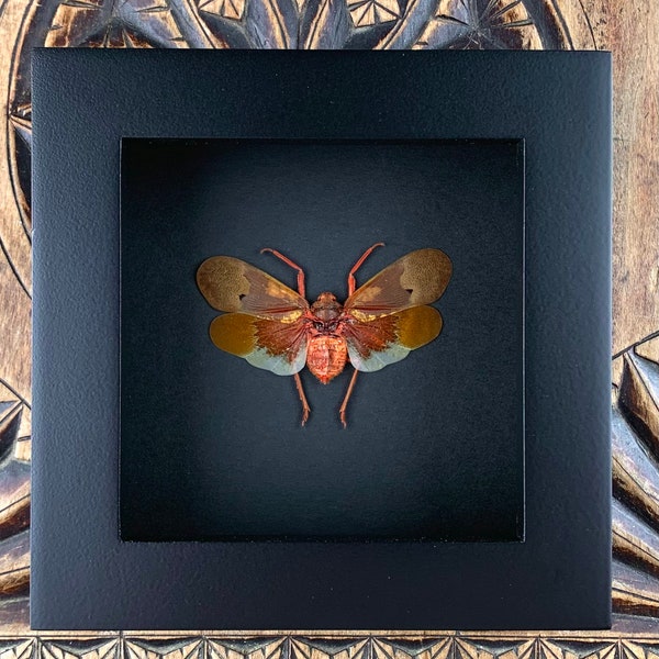 Real Insects - Etsy